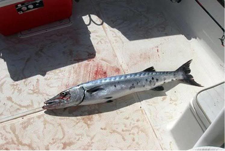 Ouch! Bitten by a barracuda. | MonsterFishKeepers.com