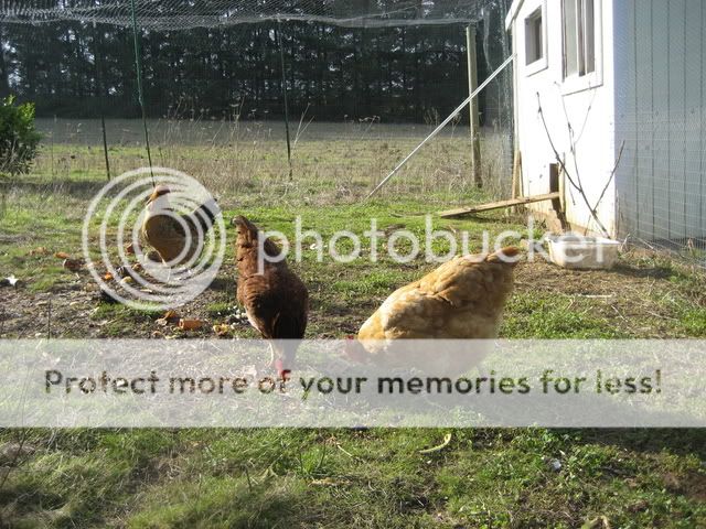 Update on my hen with crop stasis (GRAPHIC PICS, PIC HEAVY) | BackYard ...
