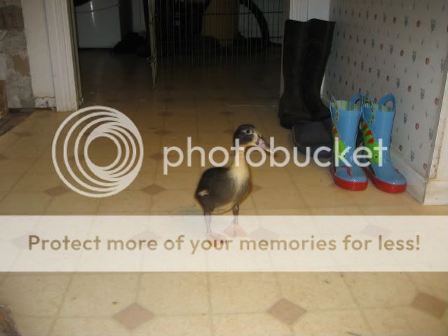 Ducks and Geese in new brooder, together again (PICS) | BackYard ...