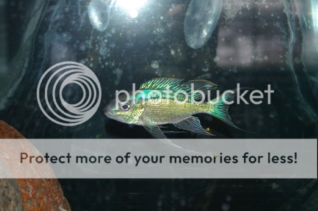 Foai identification | Cichlid Fish Forum