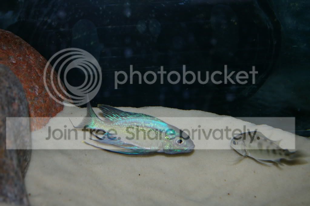 Foai identification | Page 2 | Cichlid Fish Forum