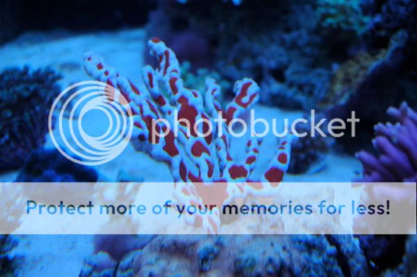 Cool spider sponge | REEF2REEF Saltwater and Reef Aquarium Forum