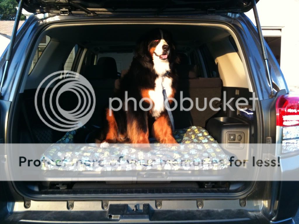 Show off your Dog, Ultimate 4Runner Dog thread - Page 19 - Toyota ...