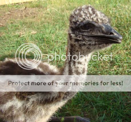Harness training my baby emus *Pics!* | BackYard Chickens - Learn How ...